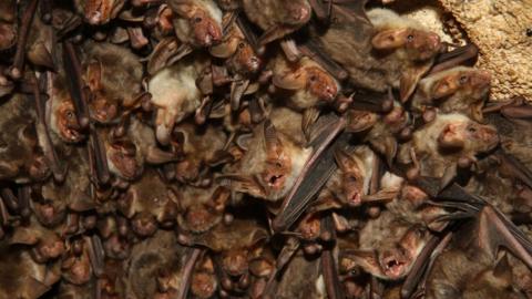 Bats 'tricked' into flying into buildings - BBC News