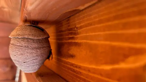 Rare Jurassic-era bug found at Arkansas Walmart