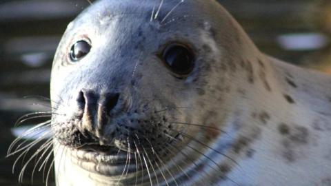 Stuck seal on Fraisthorpe beach saved from lofty ledge - BBC News