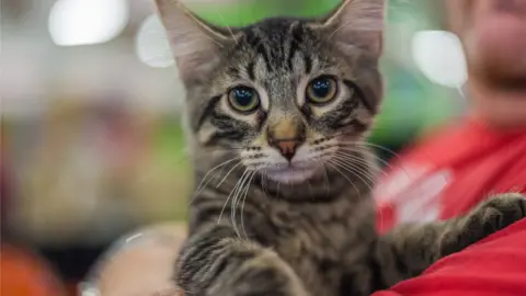 Pet theft: Six percent of animals reported stolen recovered