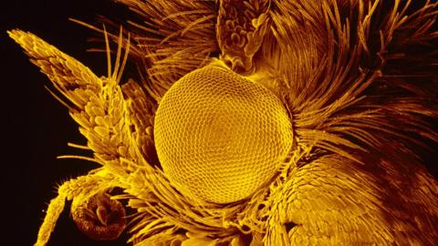 'Biblical' moth influx threatens to devastate crops - BBC News