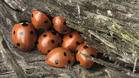 Your pictures of Scotland: 5 - 12 October