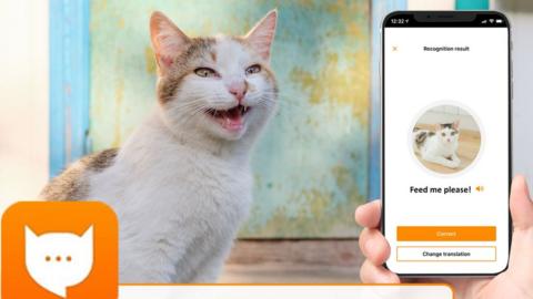 MeowTalk: Alexa developer’s app to translate cat’s miaow - BBC News