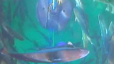 How lasers and robo-feeders are transforming fish farming - BBC News