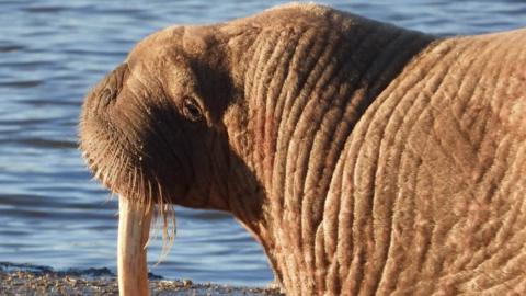 Thor the walrus leaves Blyth after overnight harbour stay - BBC News