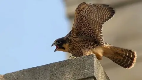 Peregrine falcon nest to be installed on Bradford chimney