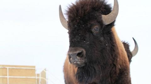 First bison calves born in Banff National Park in 140 years - BBC News