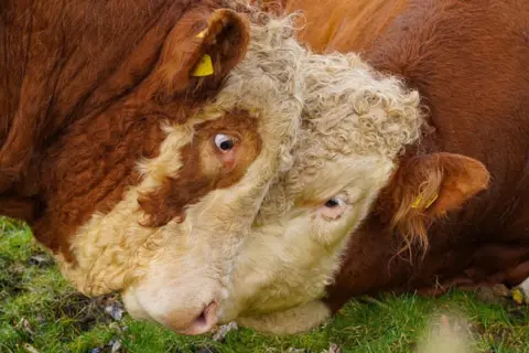 Your pictures of Scotland 26 March - 2 April