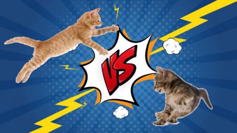 National Cat Awards 2023: Meet the finalists! - BBC Newsround