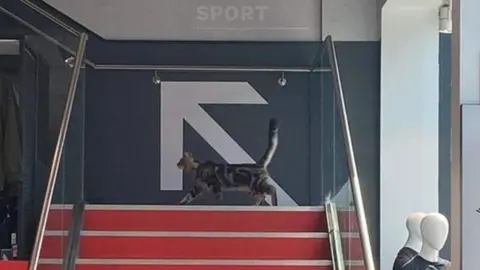 Didcot shops cat becomes a social media star