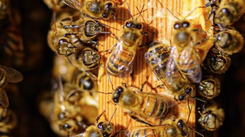 Bees - BBC News
