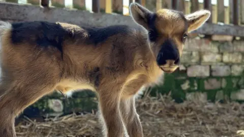 Baby reindeer welcomed at Cumbria's Walby Farm Park