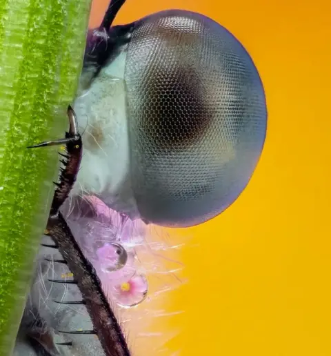 In pictures: 'Unseen alien world' of bugs captured