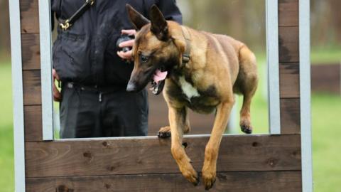 Stray dog who had 'tough start to life' joins Nottinghamshire Police ...