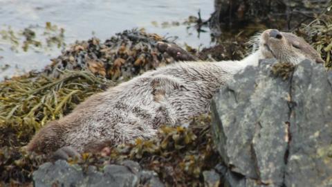 Your pictures of Scotland 31 July - 7 August - BBC News