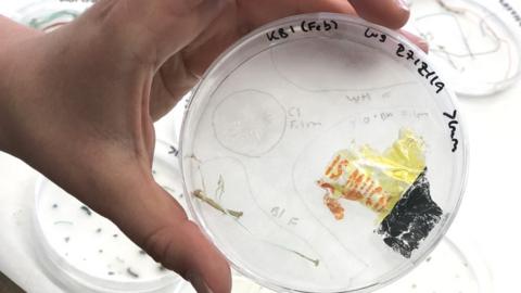 Microplastics: Seeking the 'plastic score' of the food on our plates ...