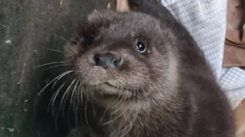 Orphaned otter given second chance by sanctuary
