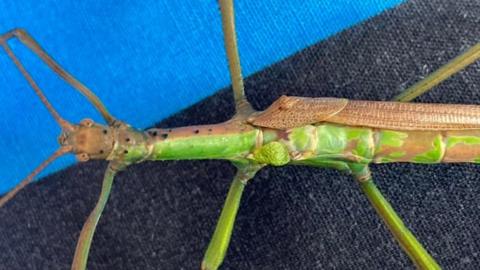 Natural History Museum confirms stick insect is male and female - BBC News