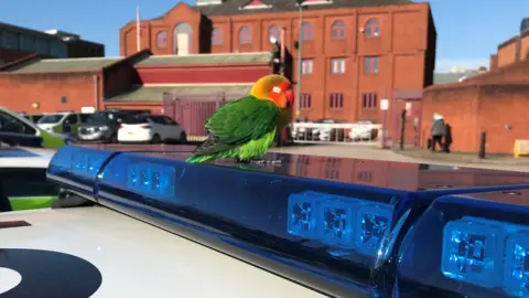 Wolverhampton police find exotic bird perched on blue lights