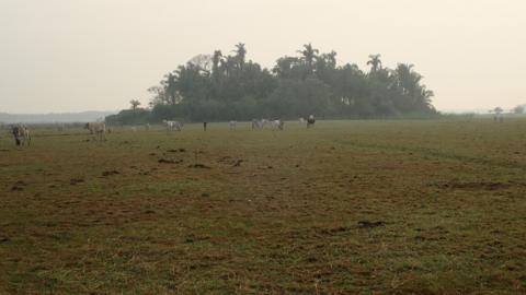 Crops were cultivated in regions of the Amazon '10,000 years ago' - BBC ...