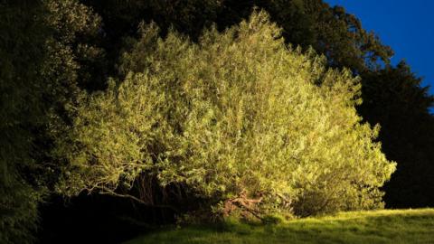 'Lord of the Rings' elm is Scotland's tree of the year - BBC News