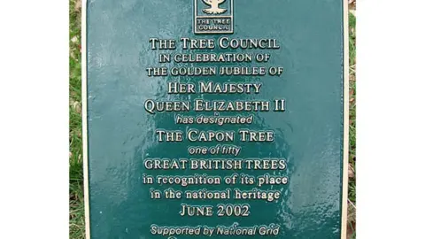 Emergency repairs carried out on ancient oak tree