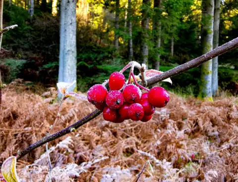 Your pictures of Scotland: 22 - 29 November
