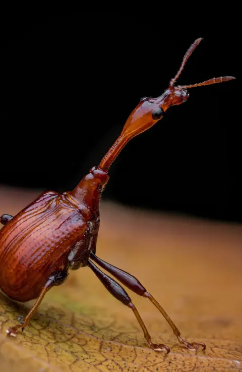 Incredible photos of 'wee beasties' in Glasgow park