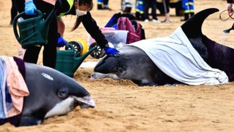 Two dolphins returned to sea after Fraserburgh beach rescue - BBC News