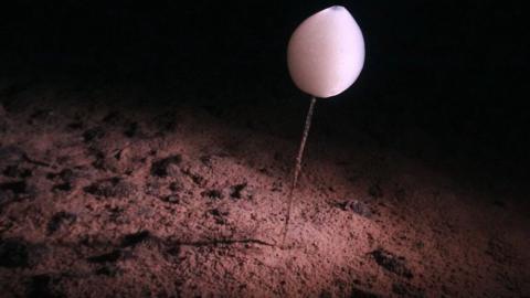 Underwater creatures: 5,000 new species found in the Pacific Ocean ...