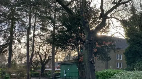 Diseased historic trees in Coalville Park to be felled