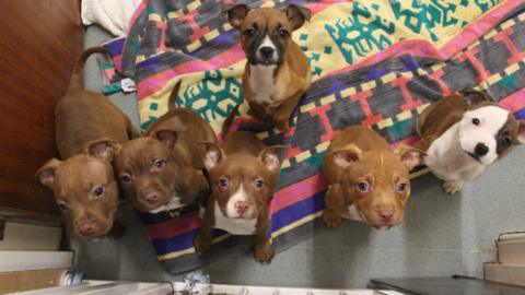 Alarming rise in unwanted puppies in Cornwall says RSPCA - BBC News