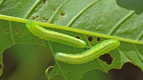 Ash sawfly: Invasive insect threatens NI's native trees - BBC News