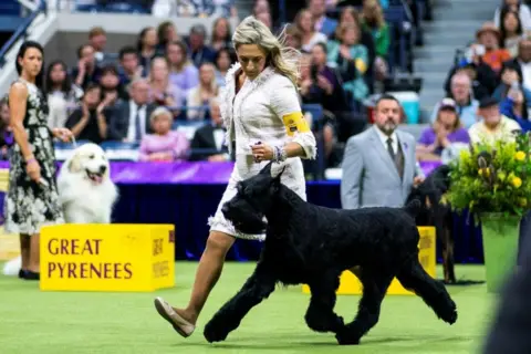 Westminster dog show: Miniature poodle Sage wins Best in Show award