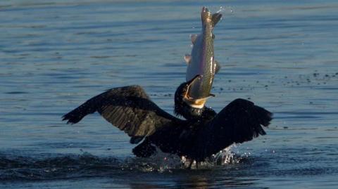 Fishing: Welsh anglers want cull of birds devouring river stocks - BBC News