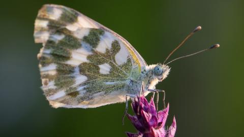 Nature crisis: 'Insect apocalypse' more complicated than thought - BBC News