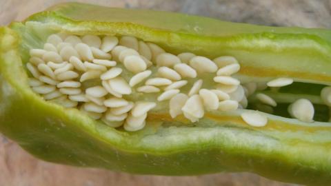 Is the chilli pepper friend or foe? - BBC News