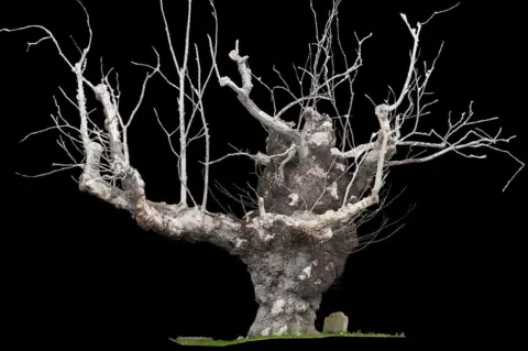 Disease killing 'Europe's oldest' elm tree