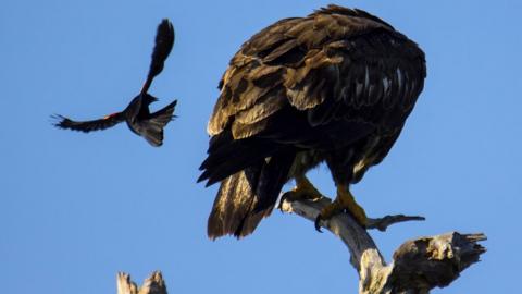 Why US bird attacks on humans are on rise - BBC News