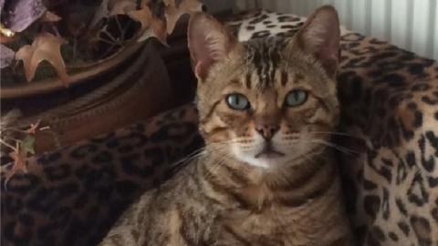 'Croydon cat killer': Harpenden mutilated rabbit 'linked' - BBC News