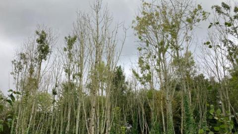 Phytophthora Ramorum: Thousands of Forest of Dean trees felled - BBC News