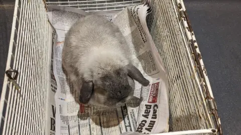Family of rabbits dumped in bin at Bestwood Country Park