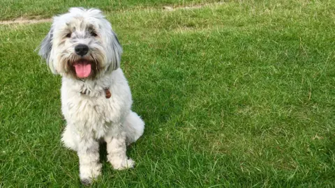 Dog ownership lowers early death risk, study finds