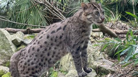 Baby fishing cat born at Newquay Zoo seen for first time - BBC News