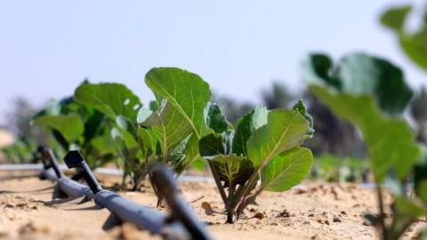 The innovation turning desert sand into farmland - BBC News