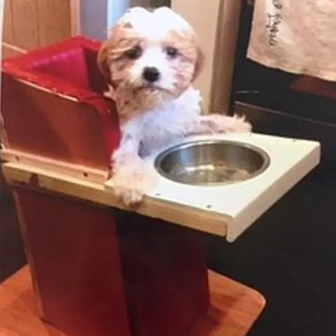 Uxbridge vet Daniel Doherty jailed for helping puppy gang