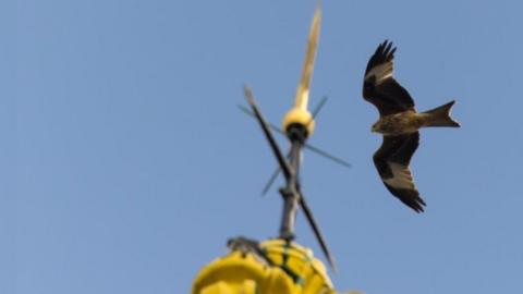Norwich peregrine falcons caught in battle with red kite - BBC News