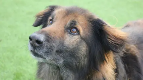 Dog finds a home after decade in Liverpool shelter
