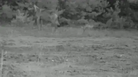 Wolves move into Dutch national park