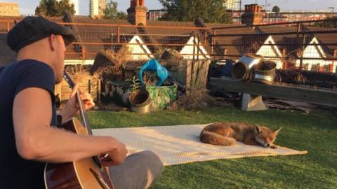 Fox on a hot London roof trends on Twitter - BBC News